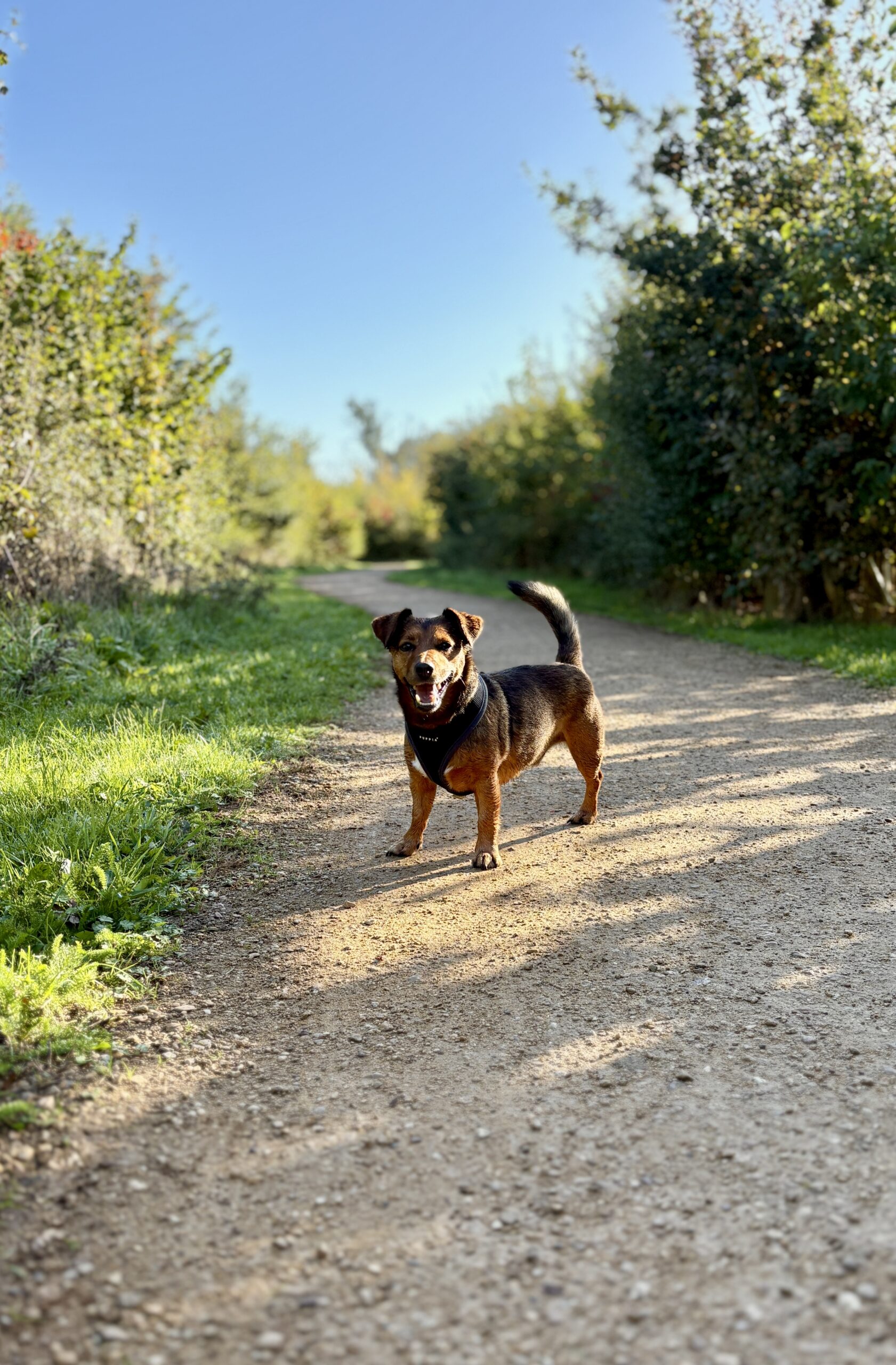 Minerva Country Park – devon LOVES dogs