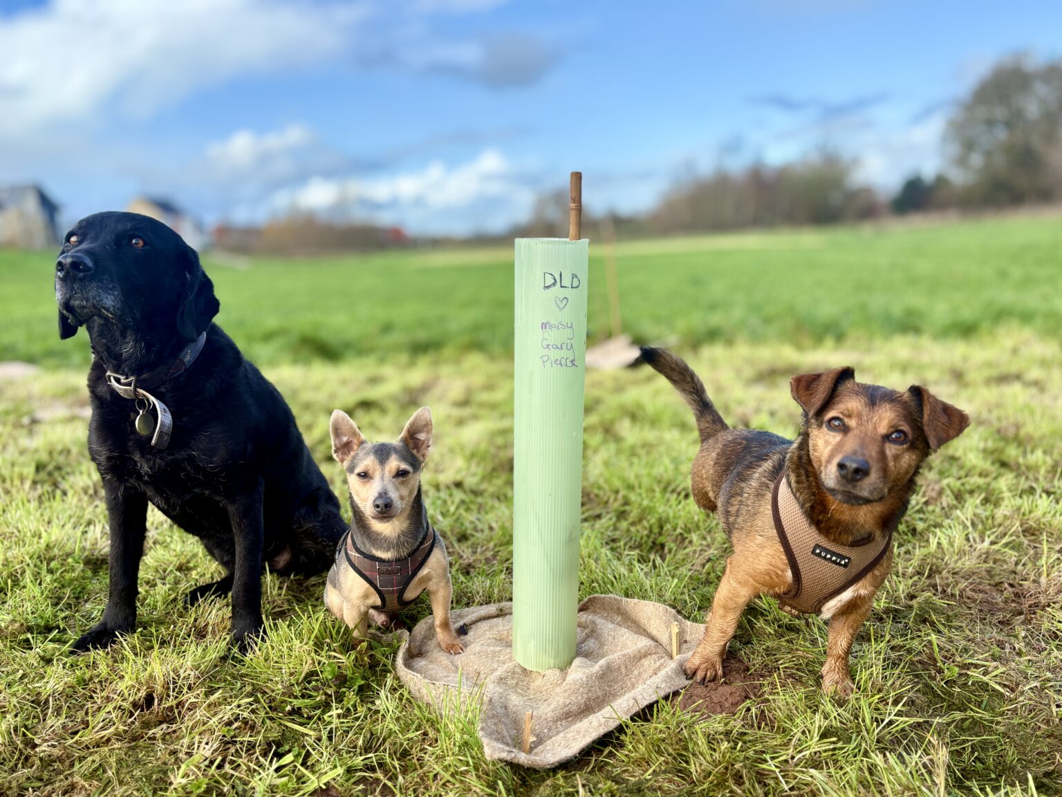Waggy Walk and Tree Planting at Elbury Wood 🌳 – devon LOVES dogs